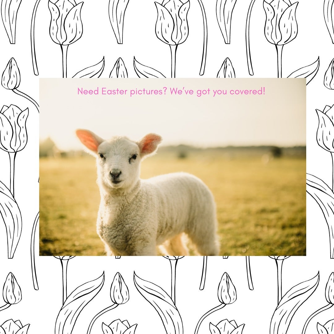 Easter Lamb Pictures in the Tulip Field | Ruby Branch Farms