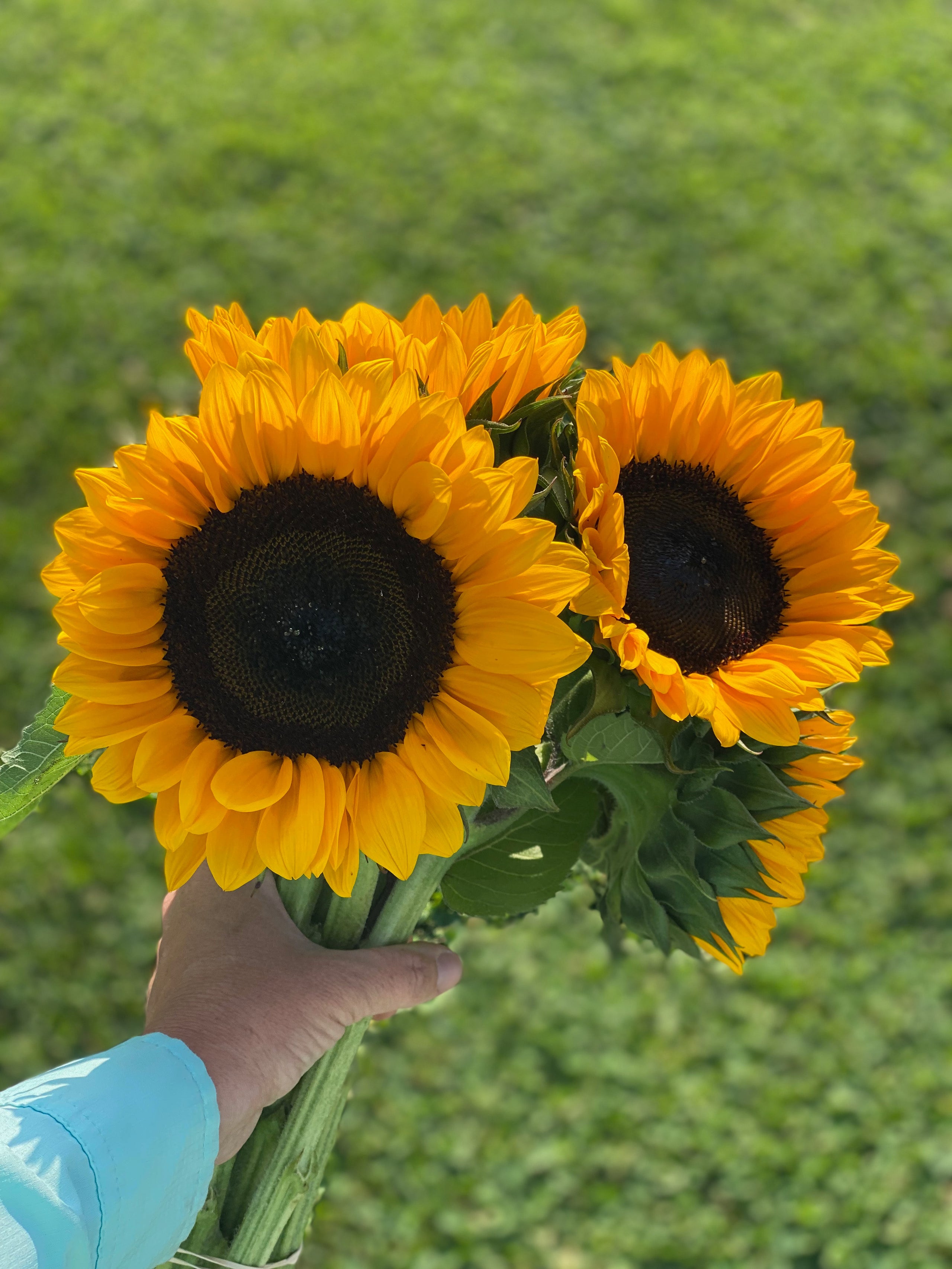 Sunflower Bouquet | Ruby Branch Farms